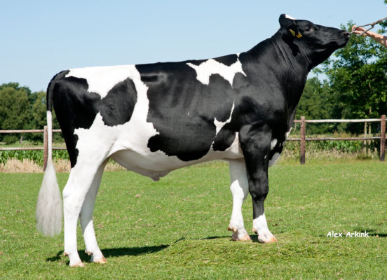 Bestel bij ons sperma voor een Belgisch blauw stier - GGI Holland