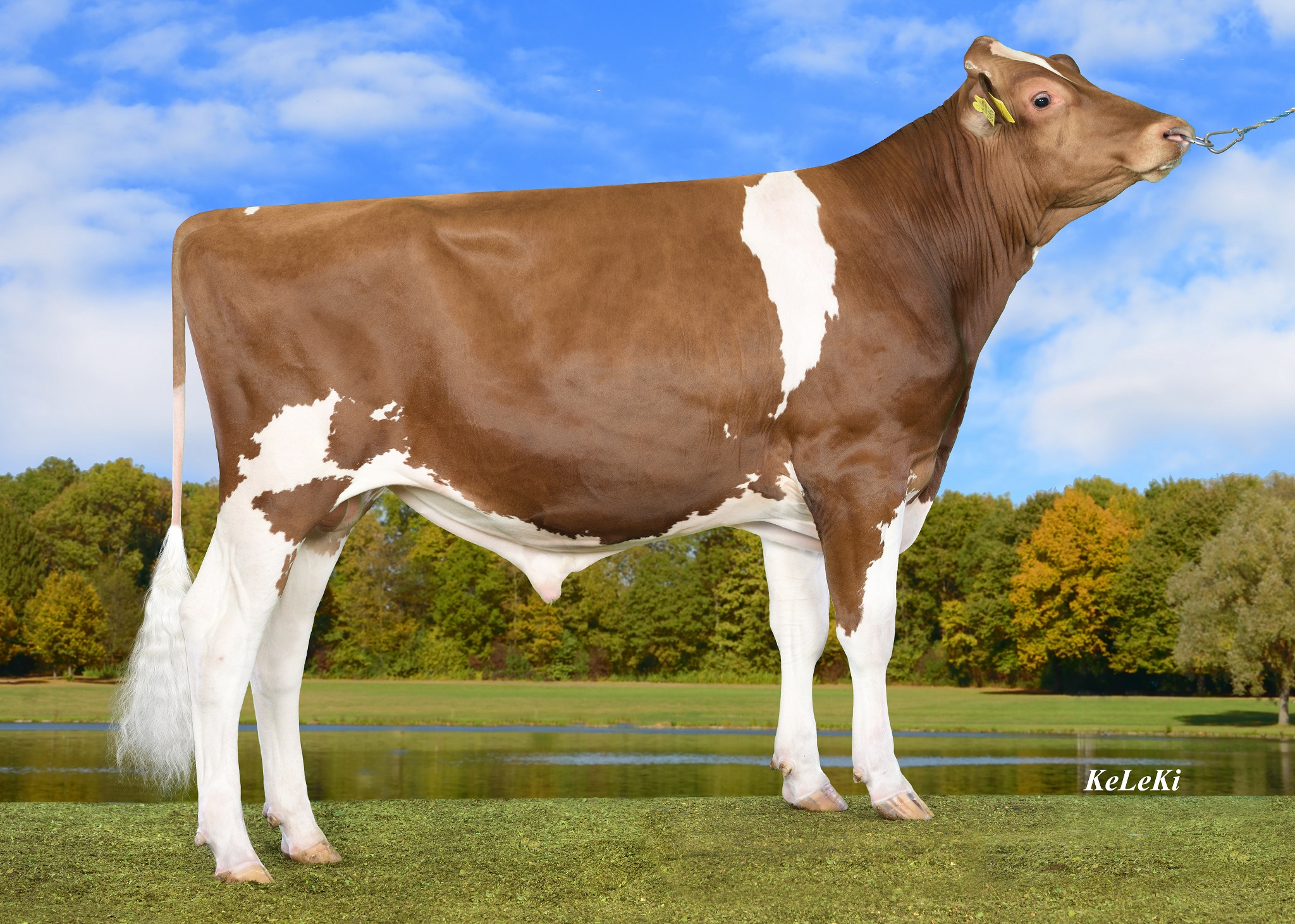 Mask Red - GGI Holland