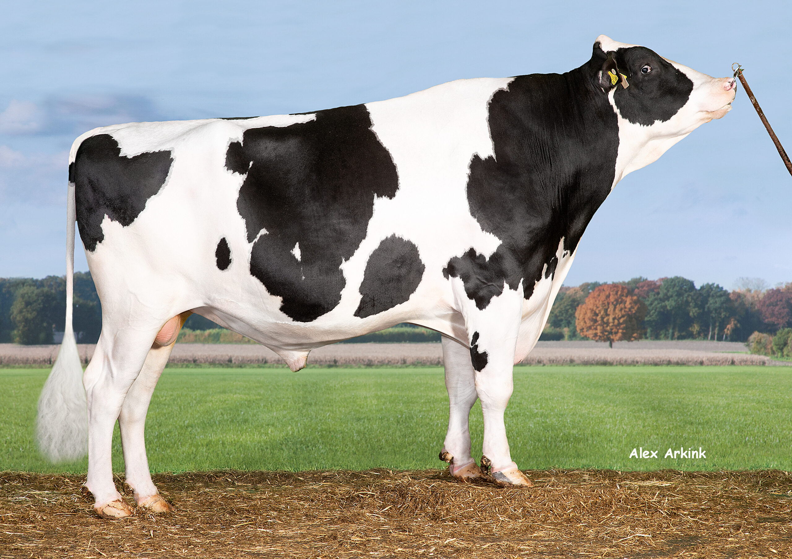 Bestel bij ons benodigdheden voor de First stier - GGI Holland